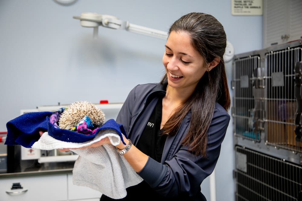 International Recruiting for DVM Careers at PetVet Care Centers