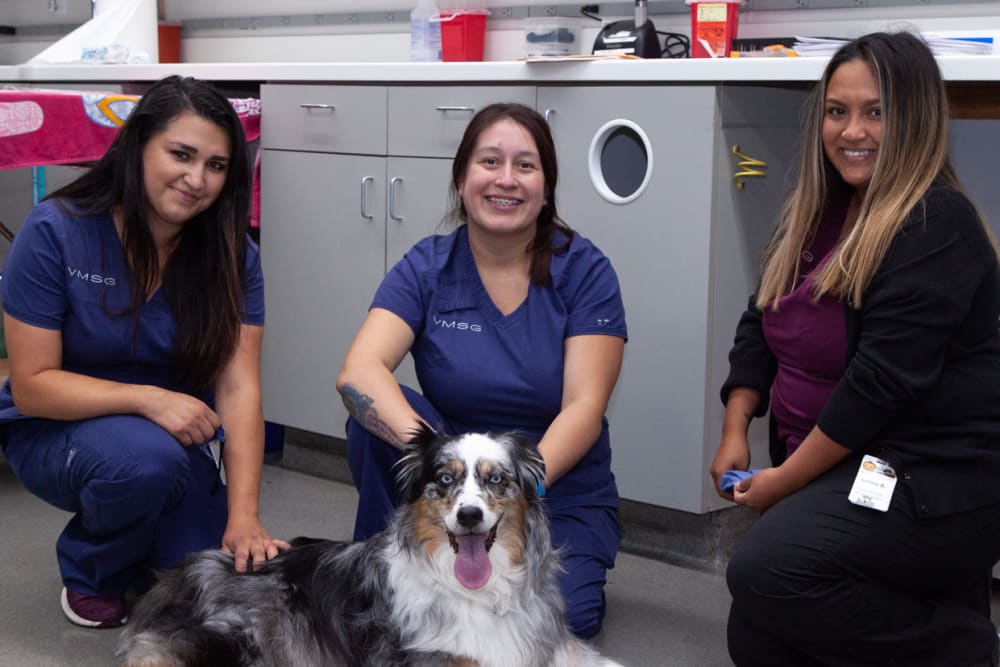 International Recruiting for DVM Careers at PetVet Care Centers